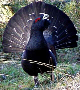 Lapland Outdoor Events